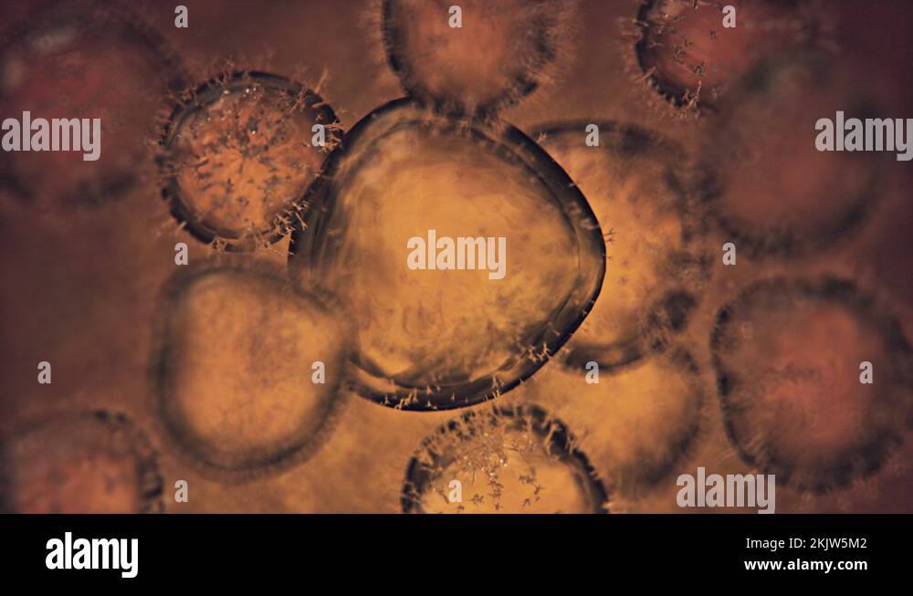 Electron microscope cell death Stock Videos & Footage - HD and 4K Video ...