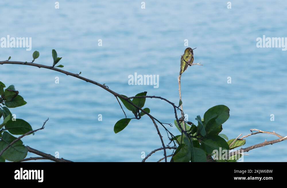 Tiny hummingbird among leaves. Colibri and pacific ocean water ...