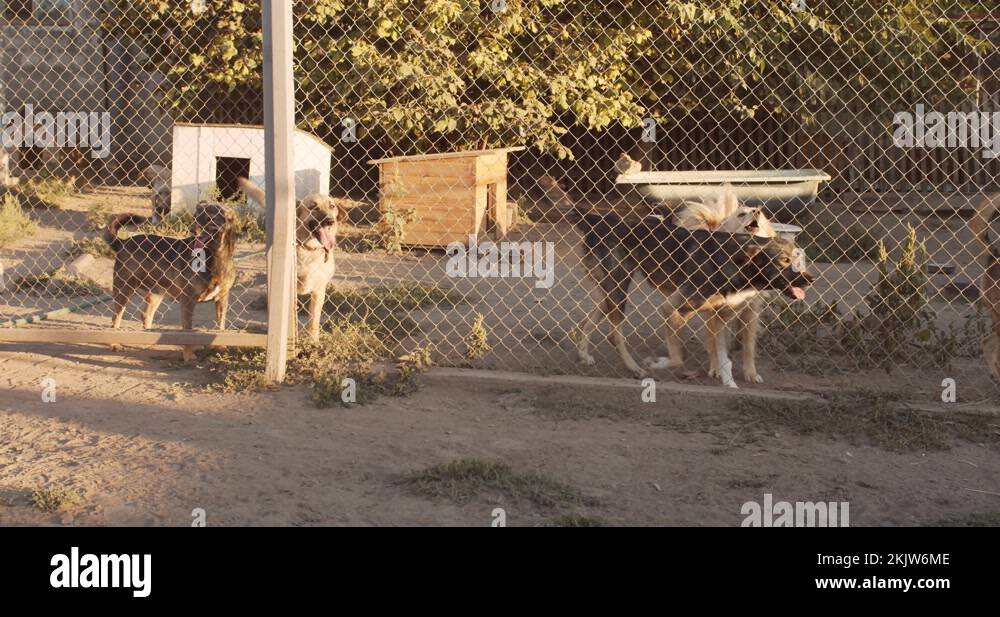 Adoption of animals Stock Videos & Footage - HD and 4K Video Clips - Alamy