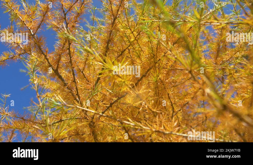 Conifers larch forest tree Stock Videos & Footage - HD and 4K Video ...