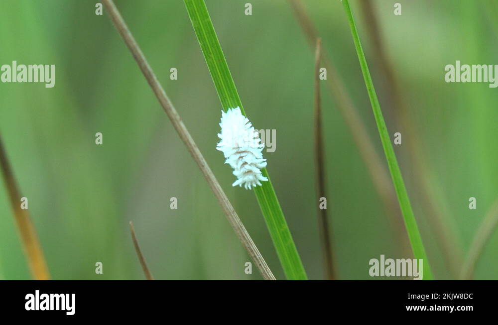 Unarmored Stock Videos & Footage - HD and 4K Video Clips - Alamy