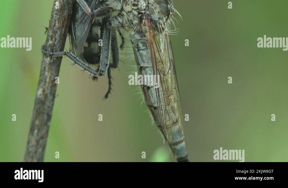 Robber flies asilidae Stock Videos & Footage - HD and 4K Video Clips ...