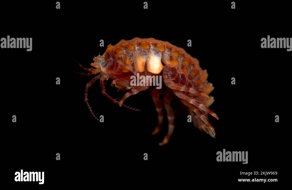 Amphipoda Brandtia lata under the microscope, family Acanthogammaridae ...