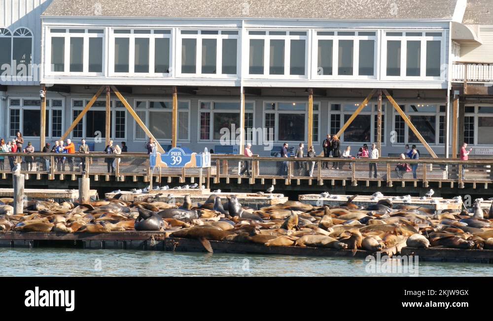 Seals on pier Stock Videos & Footage - HD and 4K Video Clips - Alamy