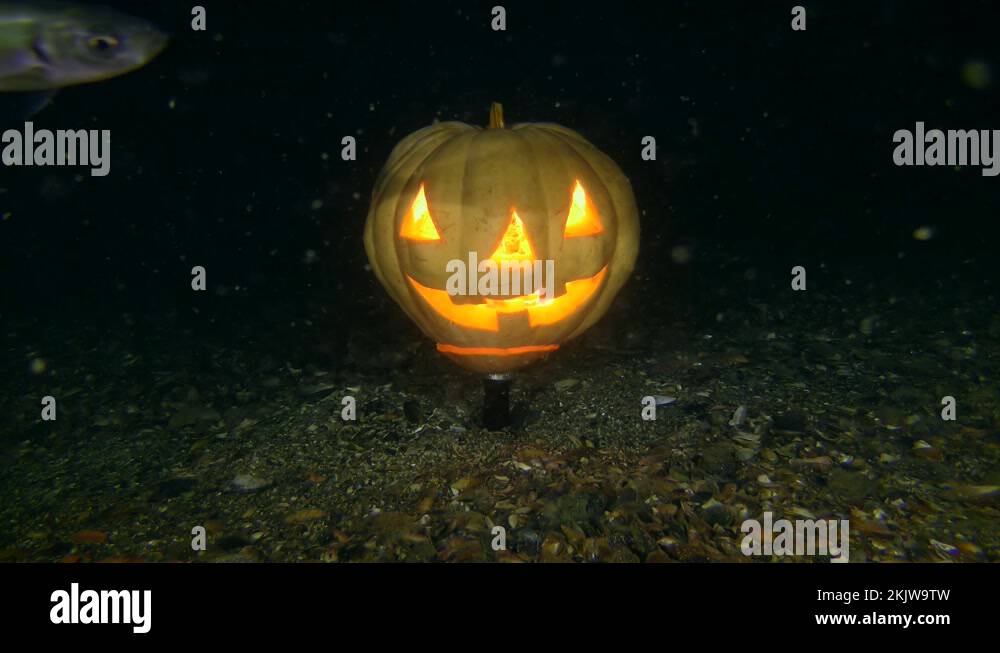 Deep sea lantern fish Stock Videos & Footage - HD and 4K Video Clips ...