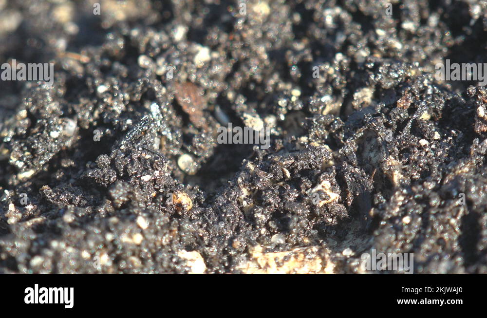 Millimeter black and Stock Videos & Footage - HD and 4K Video Clips - Alamy