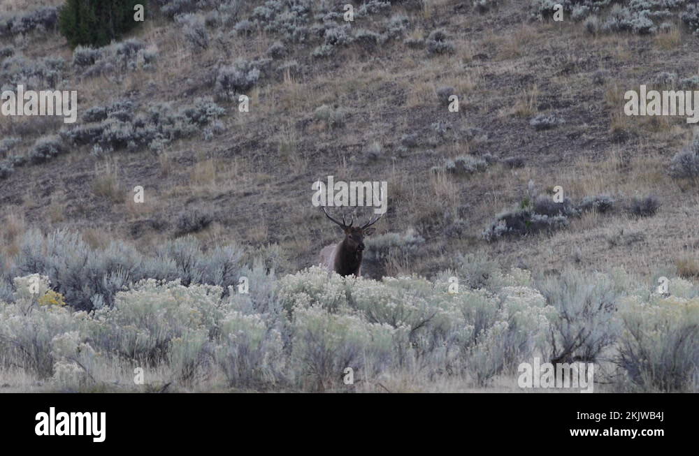 Sage mountain national park Stock Videos & Footage - HD and 4K Video ...