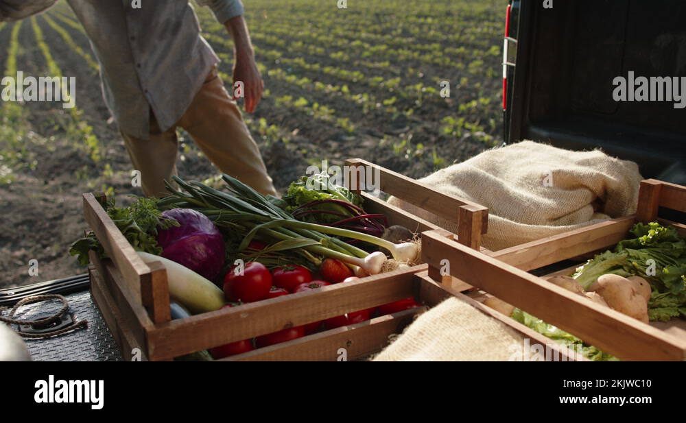 Worker on farm putting boxes with fresh vegetables in trunk of truck ...