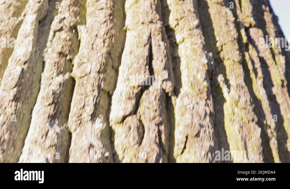 Lumber texture Stock Videos & Footage - HD and 4K Video Clips - Alamy