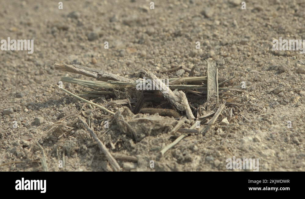 Ground hunting spider Stock Videos & Footage - HD and 4K Video Clips ...