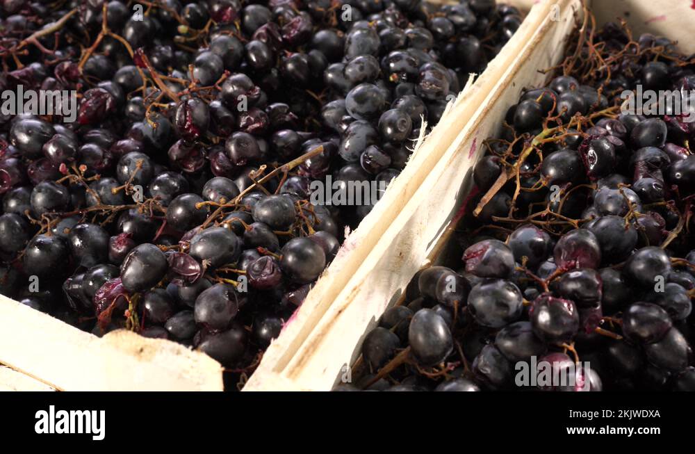Harvest food garbage Stock Videos & Footage - HD and 4K Video Clips - Alamy