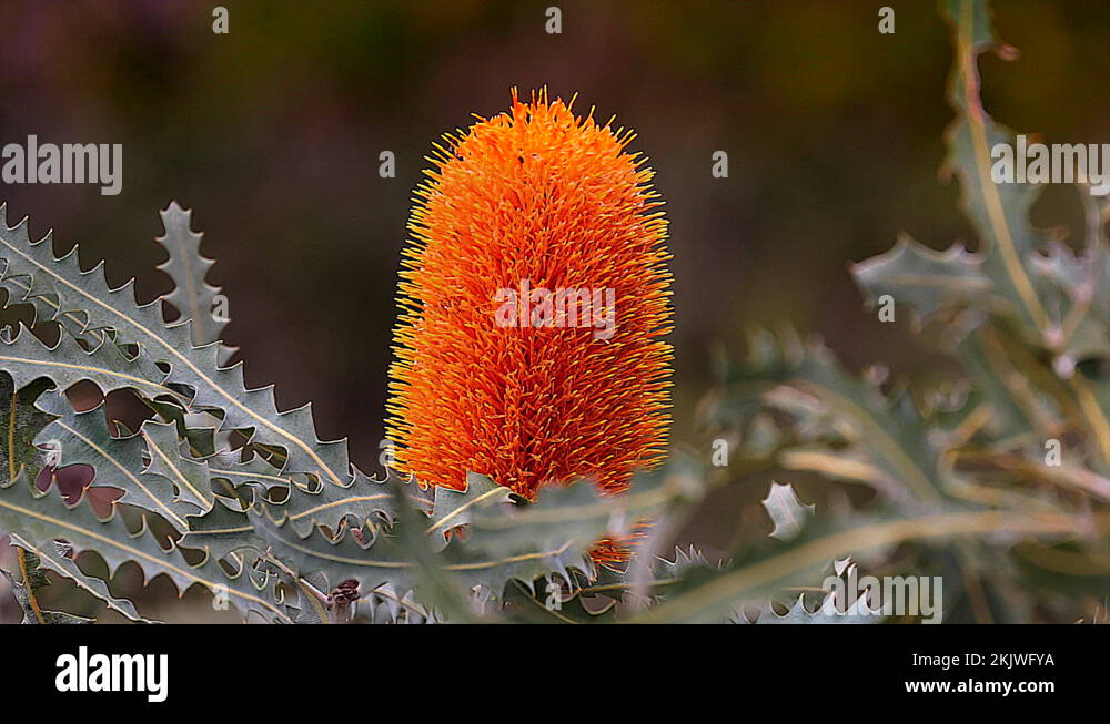 Banksia serrata or protea Stock Videos & Footage - HD and 4K Video ...