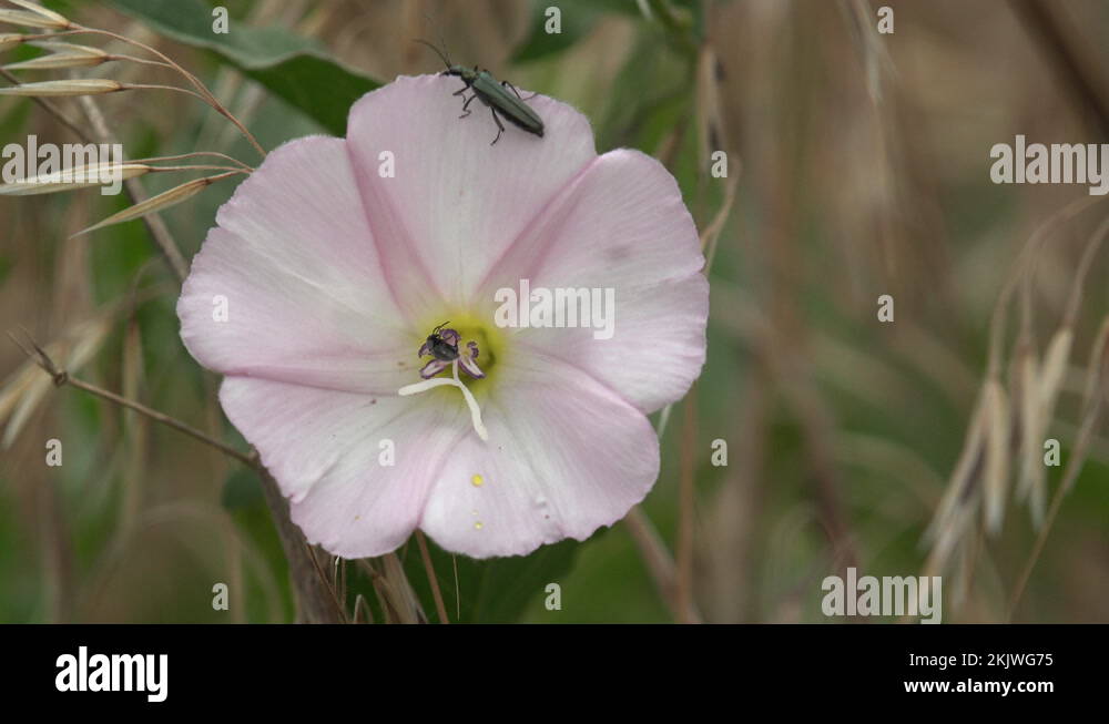 Beetles sit in climbing or creeping herbaceous perennial plant ...