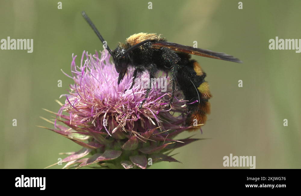Shaggy Sphecius speciosus in family Crabronidae, cicada killer or ...