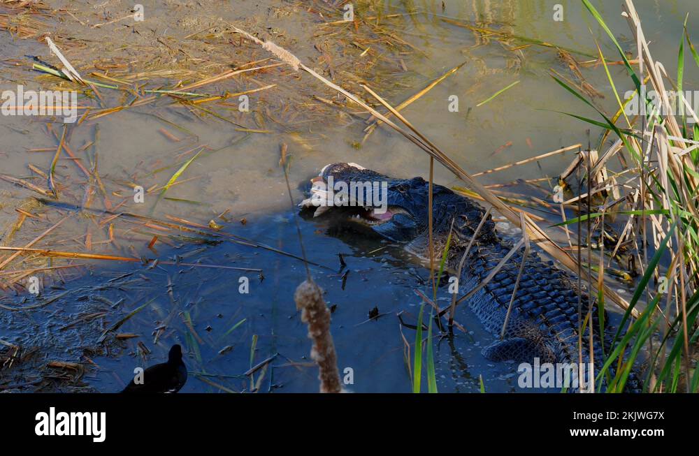 Alligator in a natural wetland grabs a dead fish carcass in its jaws ...