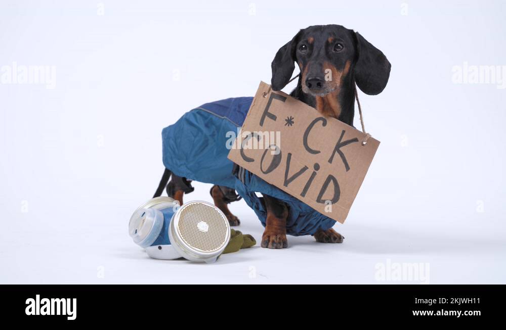 Dachshund dog in hazmat suit with safety respiratory mask to protect ...