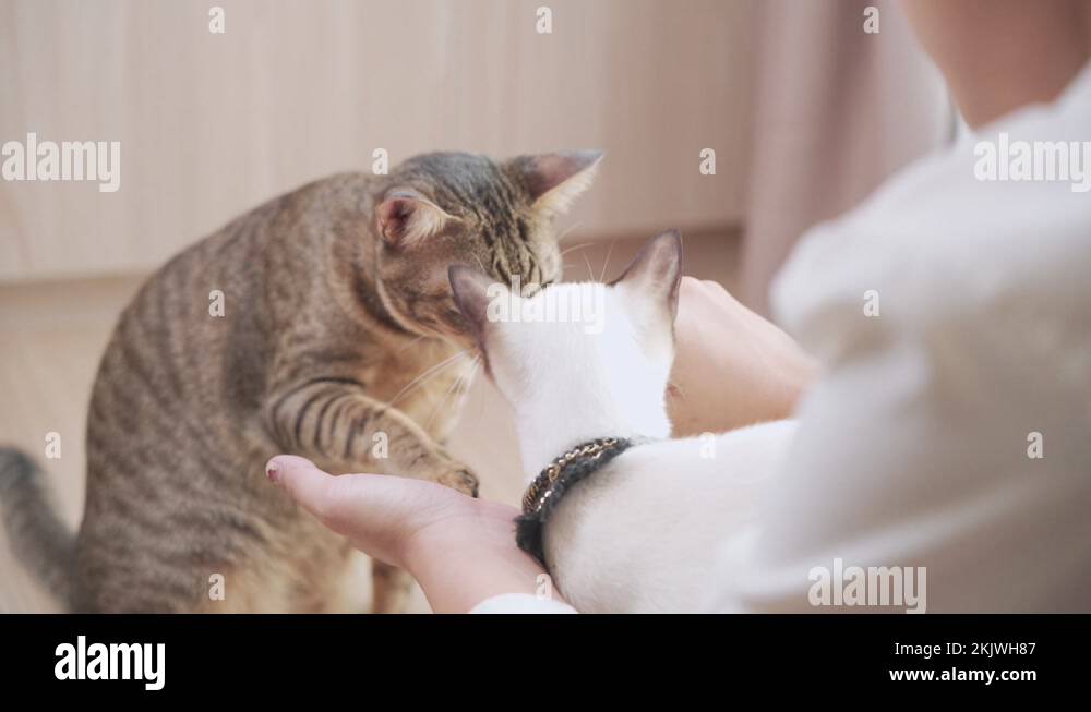 young trainer training a cute friendly tabby cat to do hand begging ...