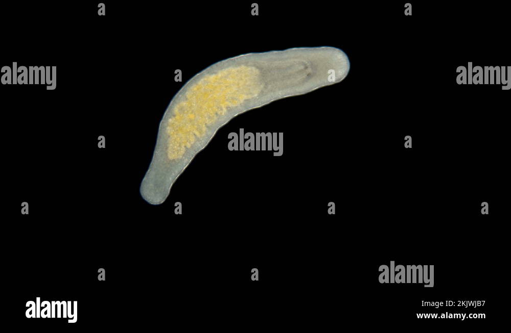 Macrostomidae Stock Videos & Footage - HD and 4K Video Clips - Alamy