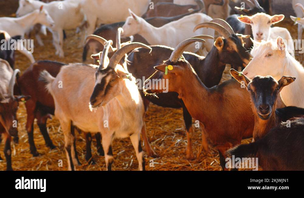 Farm animals on the farm Stock Videos & Footage - HD and 4K Video Clips ...