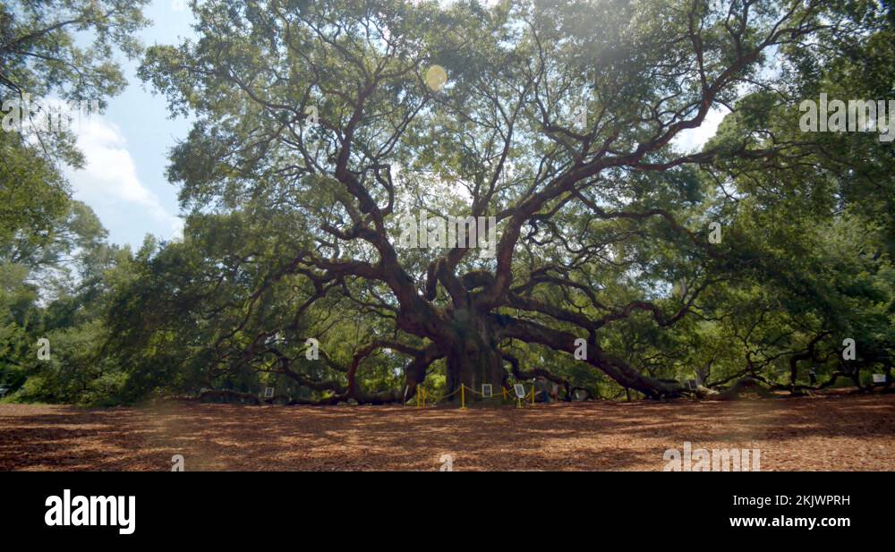 Angel oak tree Stock Videos & Footage - HD and 4K Video Clips - Alamy