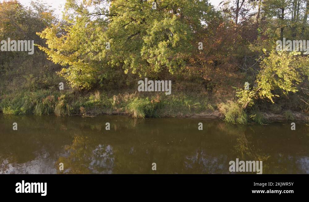 Densely growing trees Stock Videos & Footage - HD and 4K Video Clips ...