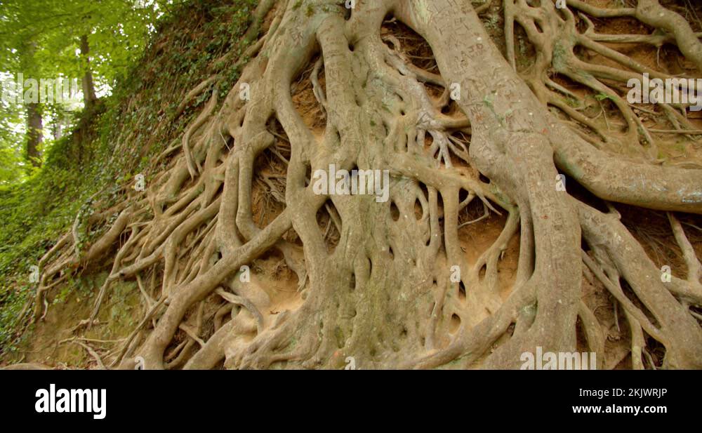 Historic tree Stock Videos & Footage - HD and 4K Video Clips - Alamy