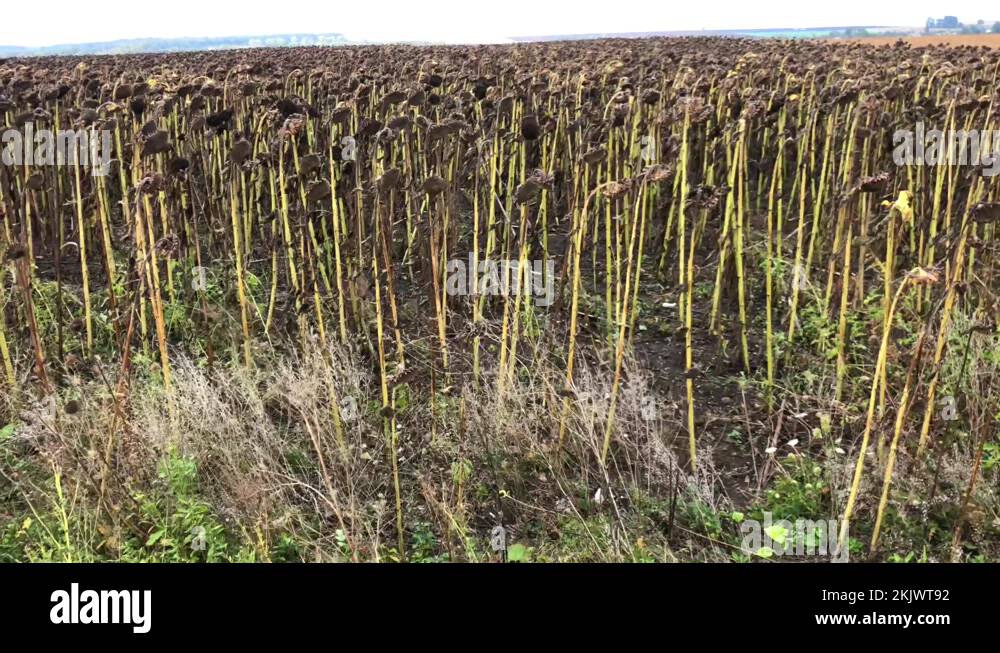 Crop loss Stock Videos & Footage - HD and 4K Video Clips - Alamy