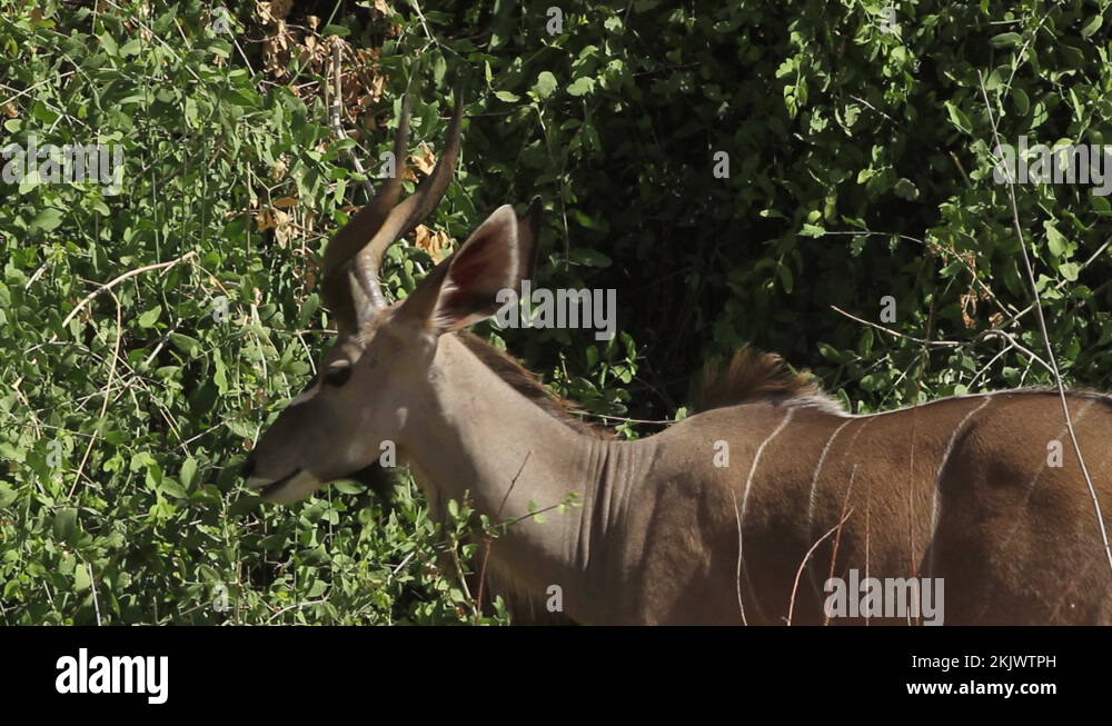 Male greater kudu Stock Videos & Footage - HD and 4K Video Clips - Alamy