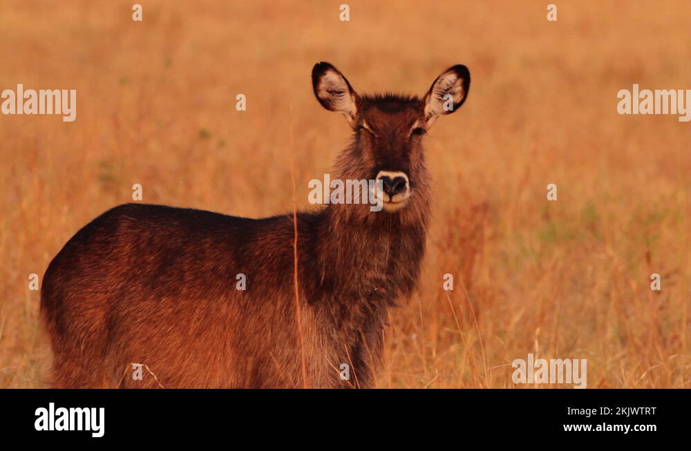 Waterbuck and grassland scenery Stock Videos & Footage - HD and 4K ...