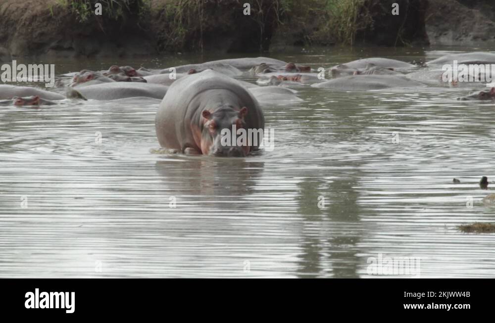 Hippopotamus crowd in the water, rest and sleep Maasai Mara National ...