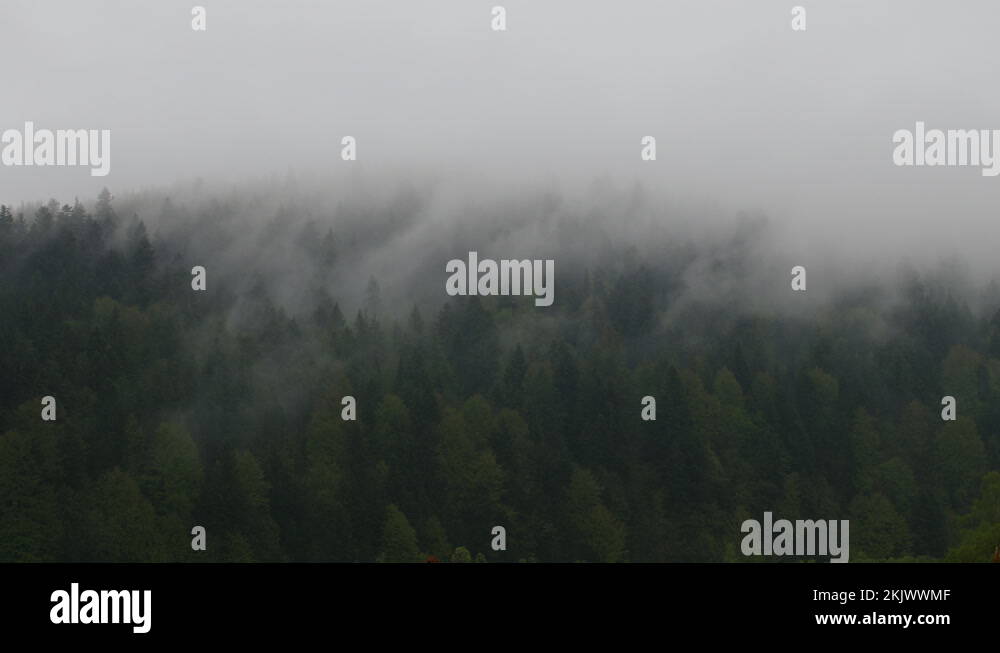 Fog covering forest Stock Videos & Footage - HD and 4K Video Clips - Alamy