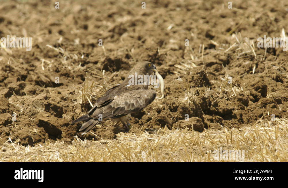 Snake in beak Stock Videos & Footage - HD and 4K Video Clips - Alamy