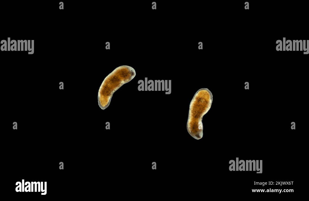 A flatworm from the order Proseriata under a microscope. Phylum ...