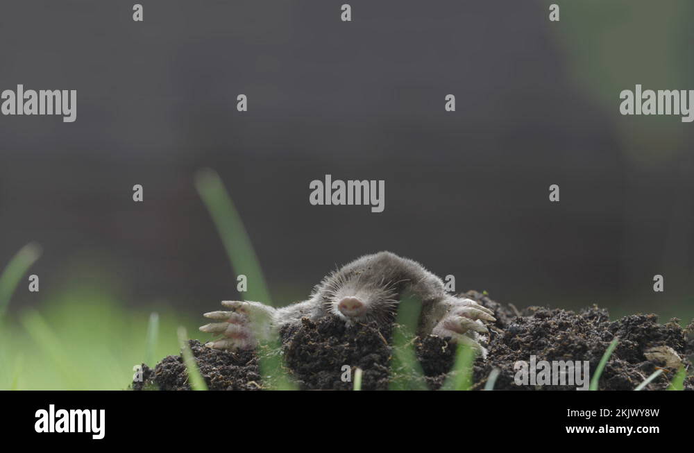 Garden pest mole Stock Videos & Footage - HD and 4K Video Clips - Alamy