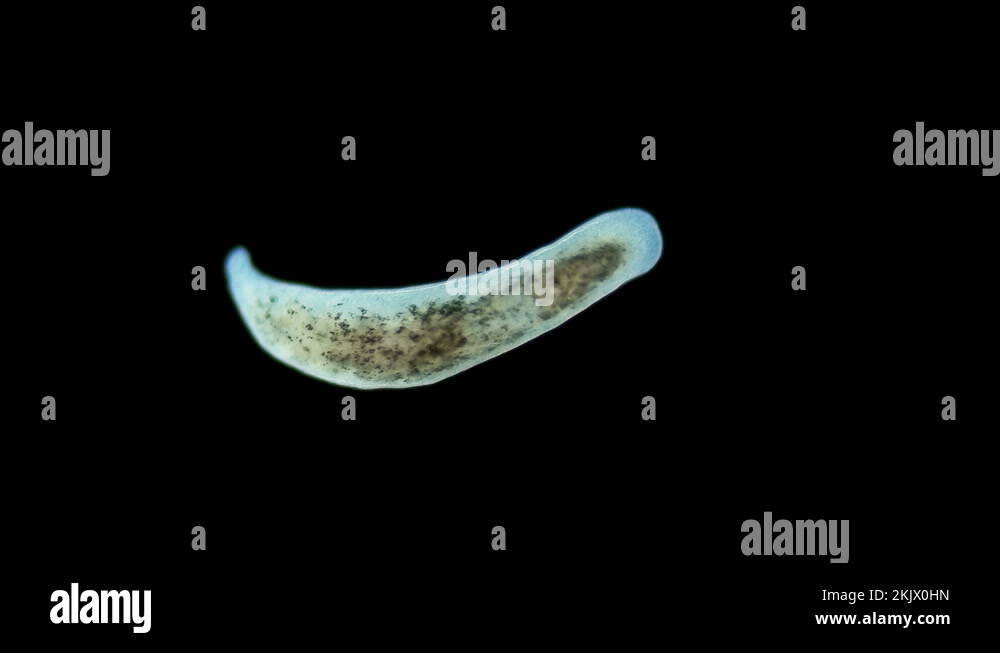 worm Porfirievia sp. under the microscope. Families Protomonotresidae ...
