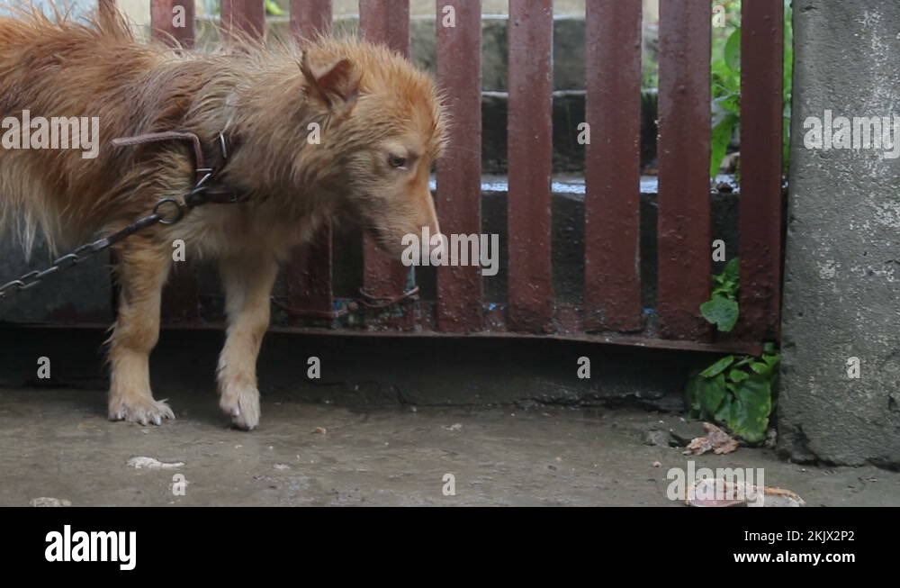 Cannot roar or purr Stock Videos & Footage - HD and 4K Video Clips - Alamy