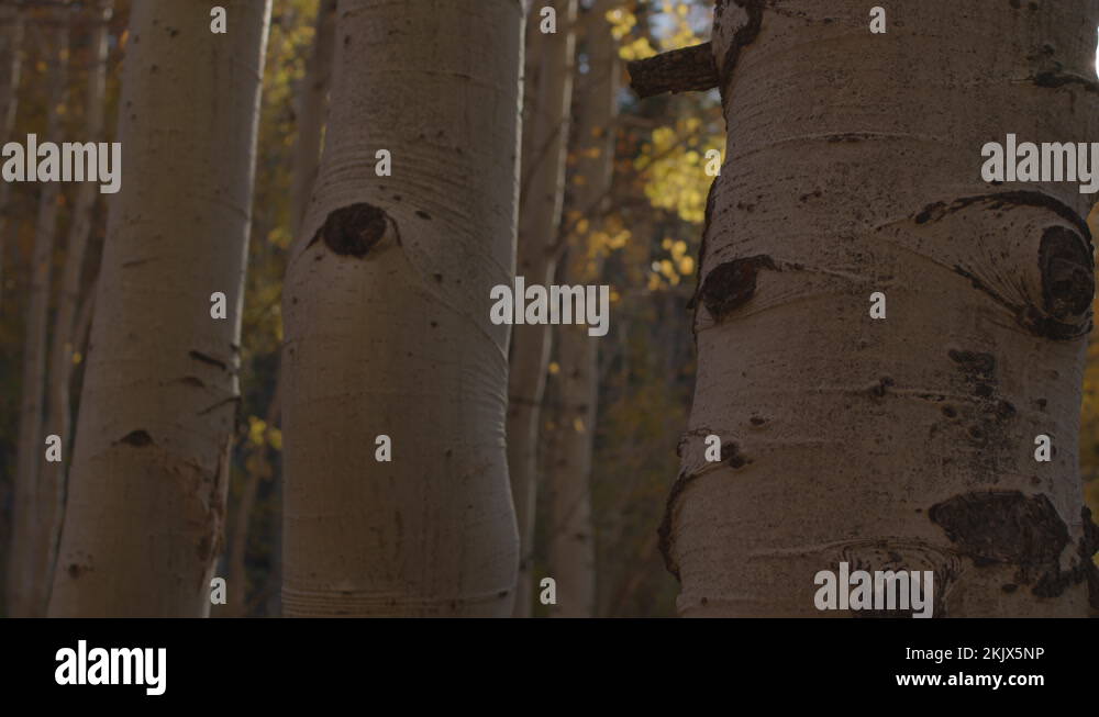 Autumn Leaves Blowing Through the Forest with Tilt Up on Aspen with ...