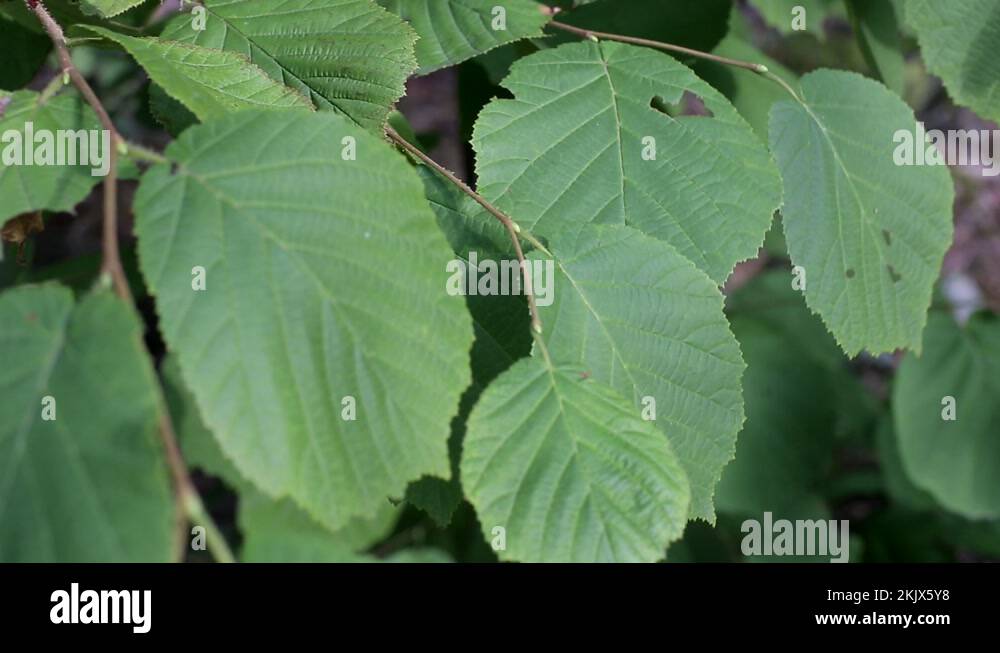 Hazel tree leaves Stock Videos & Footage - HD and 4K Video Clips - Alamy