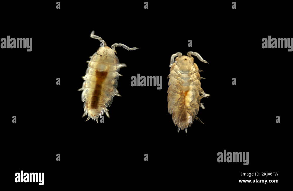 Young Isopoda Porcellio Laevis under the microscope, family ...