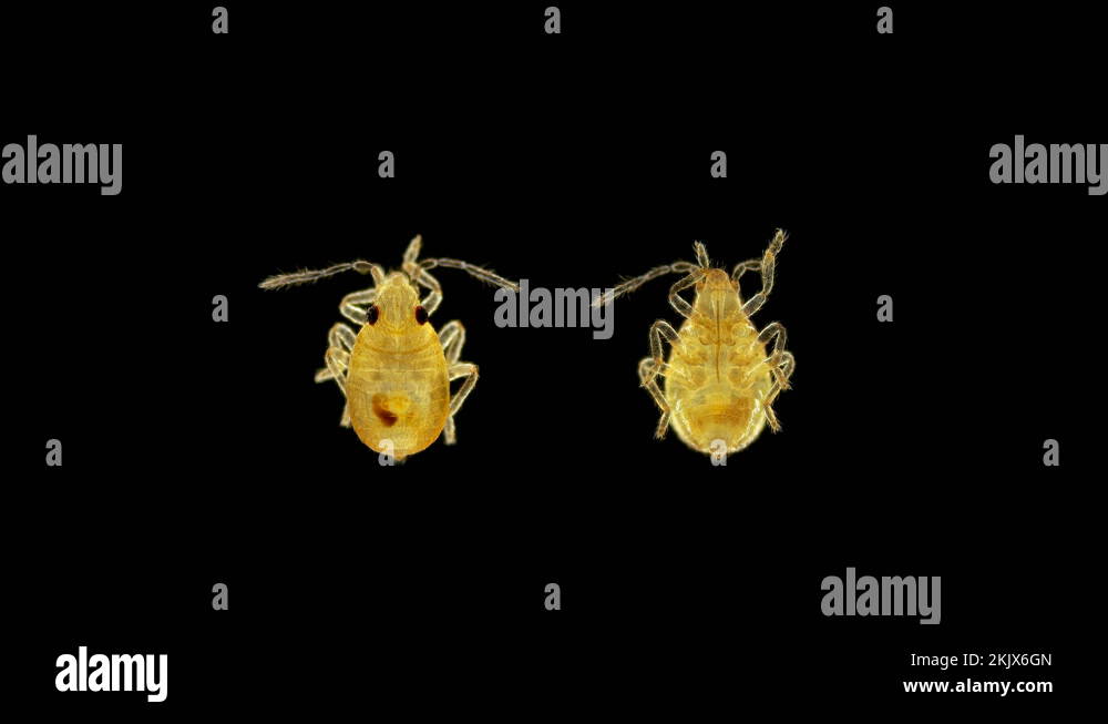 Hemiptera heteroptera insect Stock Videos & Footage - HD and 4K Video ...