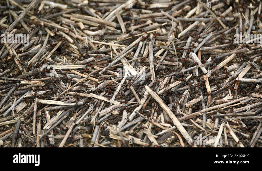 Termite mound hill insects ants environment nature Stock Videos ...