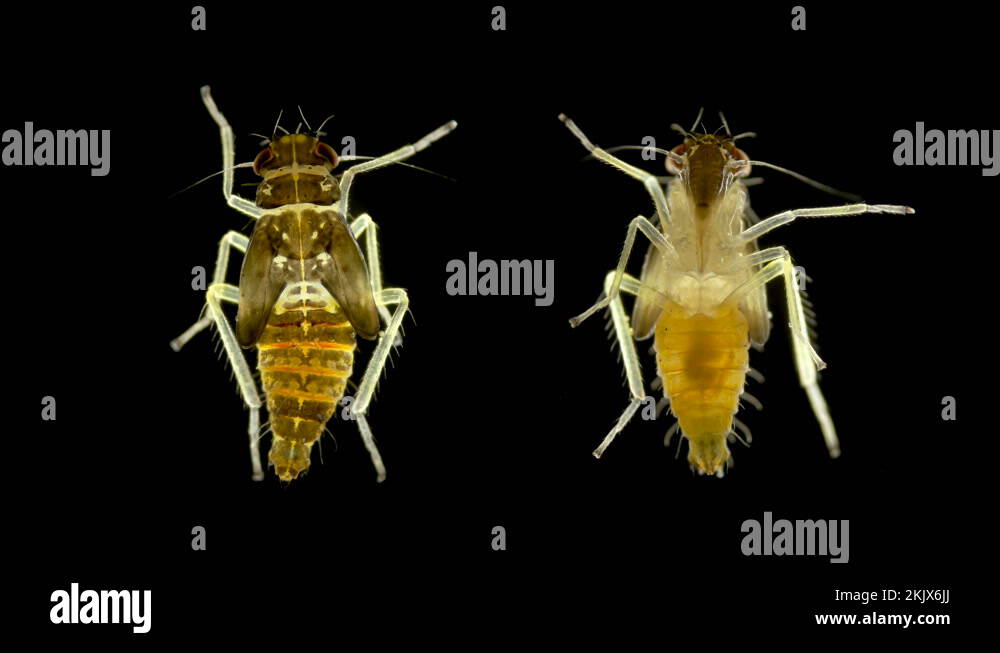 Young insect of the family Cicadellidae under a microscope, order ...