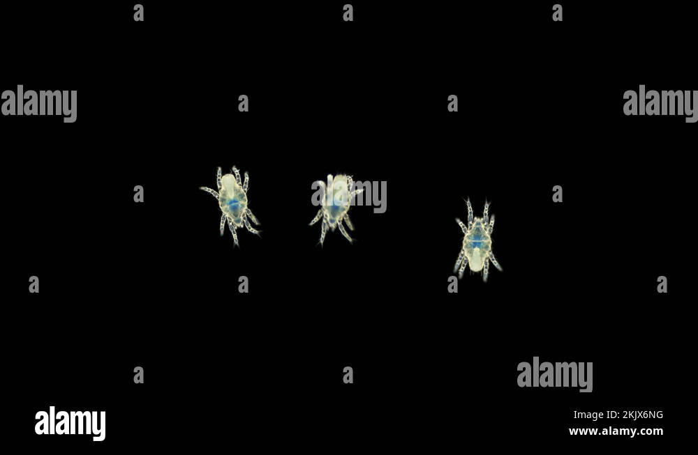 Acari (mite) of the family Tydeidae under a microscope, Order ...