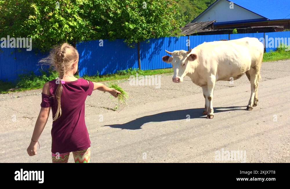 Bull cut cow Stock Videos & Footage - HD and 4K Video Clips - Alamy