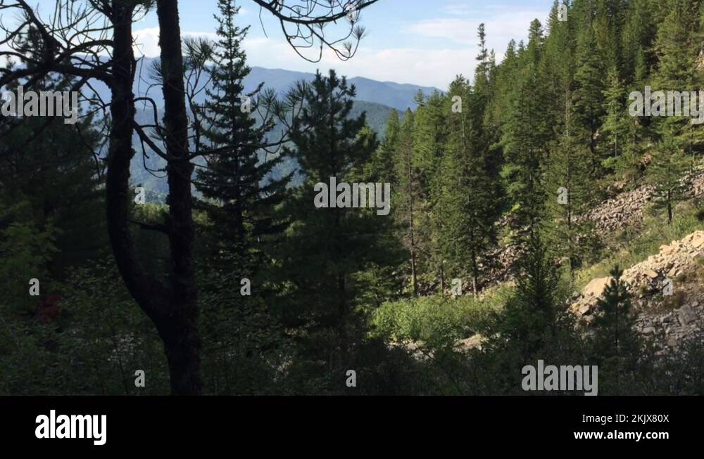 High beech trees leaves Stock Videos & Footage - HD and 4K Video Clips ...