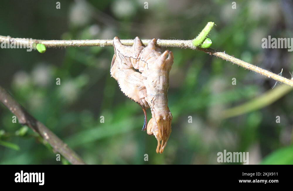 Lobster moth (Stauropus fagi), lobster prominent, a moth family ...