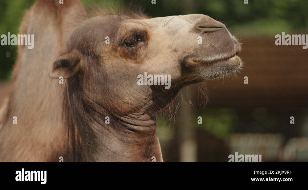 Camel lion Stock Videos & Footage - HD and 4K Video Clips - Alamy