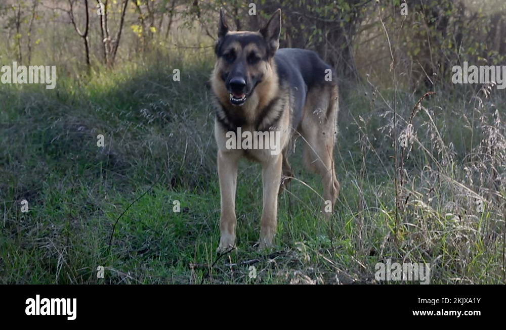 Dog and shepherd Stock Videos & Footage - HD and 4K Video Clips - Alamy