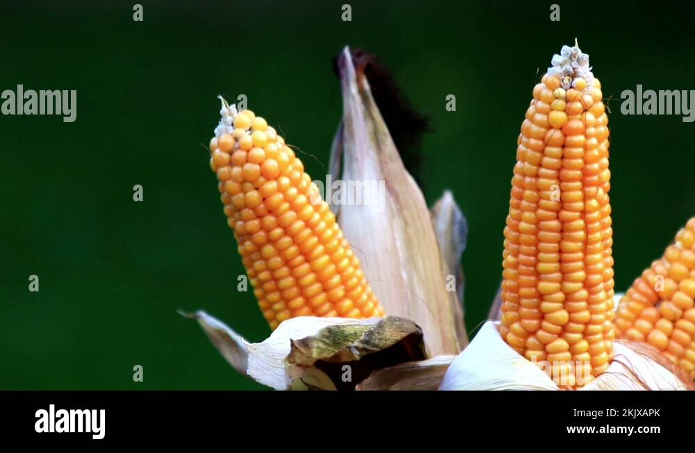 Corn maize cobs Stock Videos & Footage - HD and 4K Video Clips - Alamy