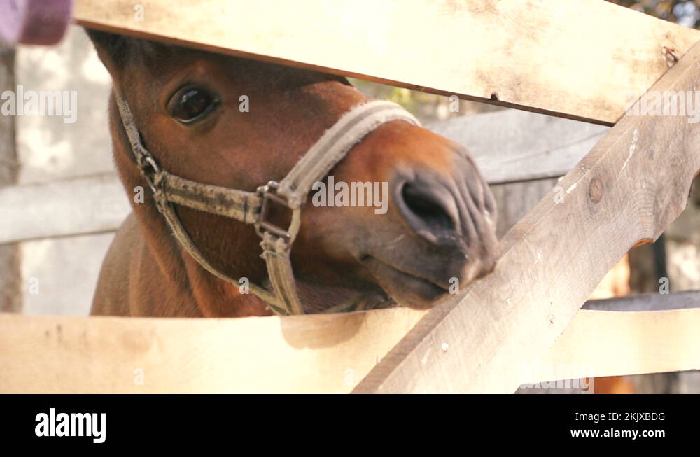 Close-up of a beautiful brown horse peeking out through the fence. The ...